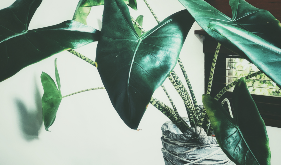 Manto de Eva: Cómo Cuidar a esta Planta en Interior - El blog de Houm